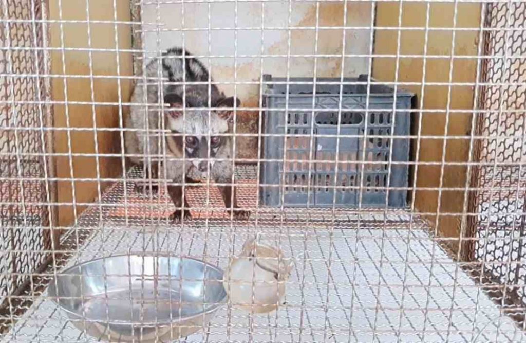 Cầy hương và kỹ thuật nuôi chính xác nhất từ chuyên gia