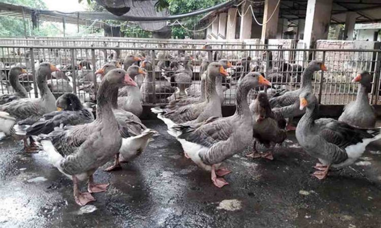 Con ngỗng - Loài động vật quen thuộc tại vùng quê Bắc Bộ