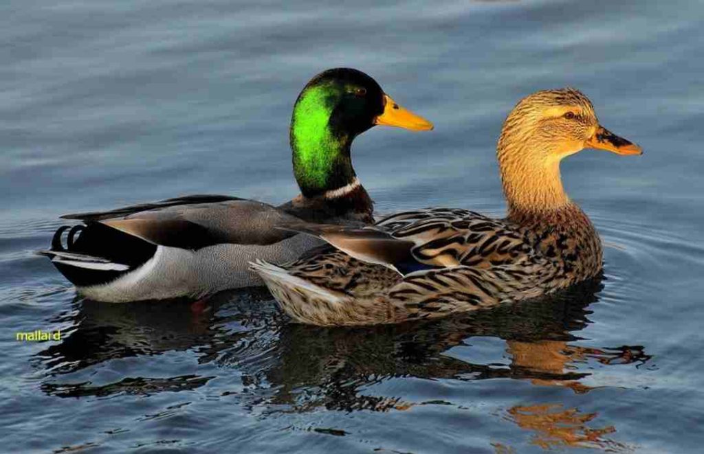 Cách Phân Biệt Các Loài Vịt Phổ Biến - Bạn Cần Biết!