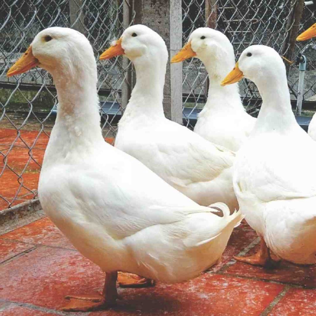 Cách Phân Biệt Các Loài Vịt Phổ Biến - Bạn Cần Biết!