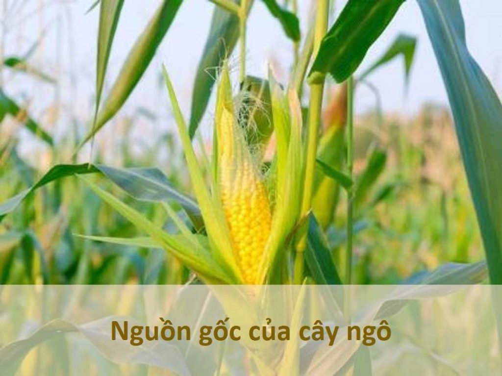 Khám phá Nguồn gốc của Cây Ngô & đặc điểm của nó